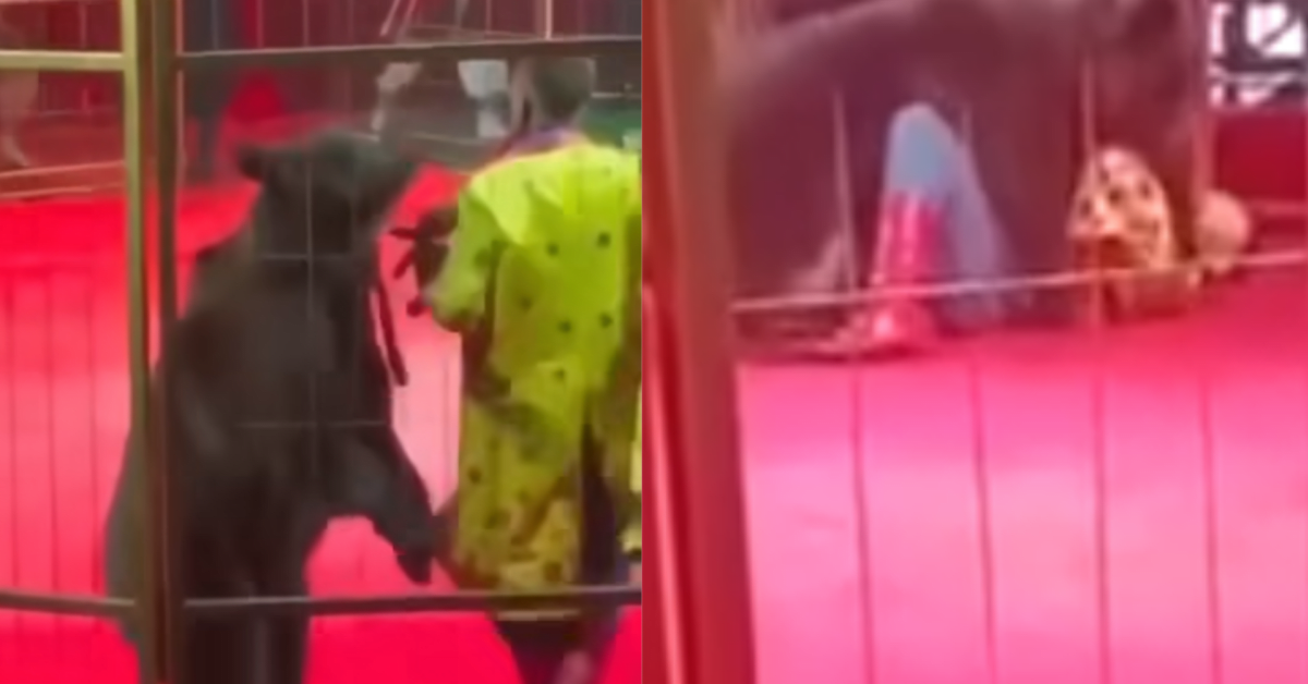 bear attack russian circus