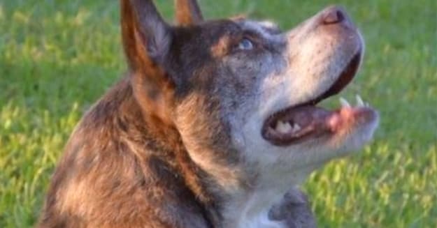 Meet Quasi Modo, the World's Ugliest Dog of 2015