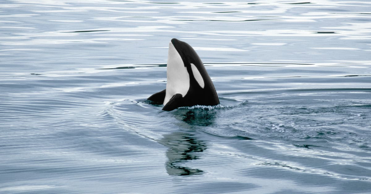 Orcas Continue Reign of Terror, Sink Yacht in Strait of G...