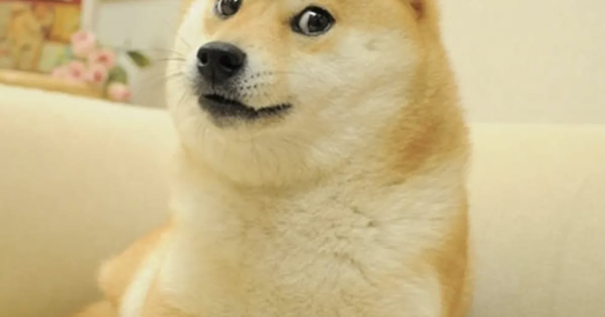 RIP Kabosu: Famous Shiba Inu From Doge Meme Dies