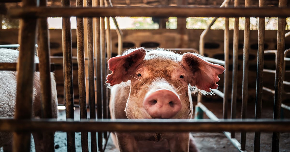 First Confirmed Case Of New Swine Flu Strain Detected In ...