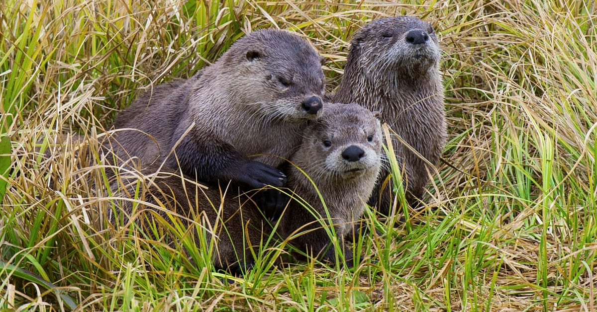 Rare Otter Attack Leaves 3 Women Injured