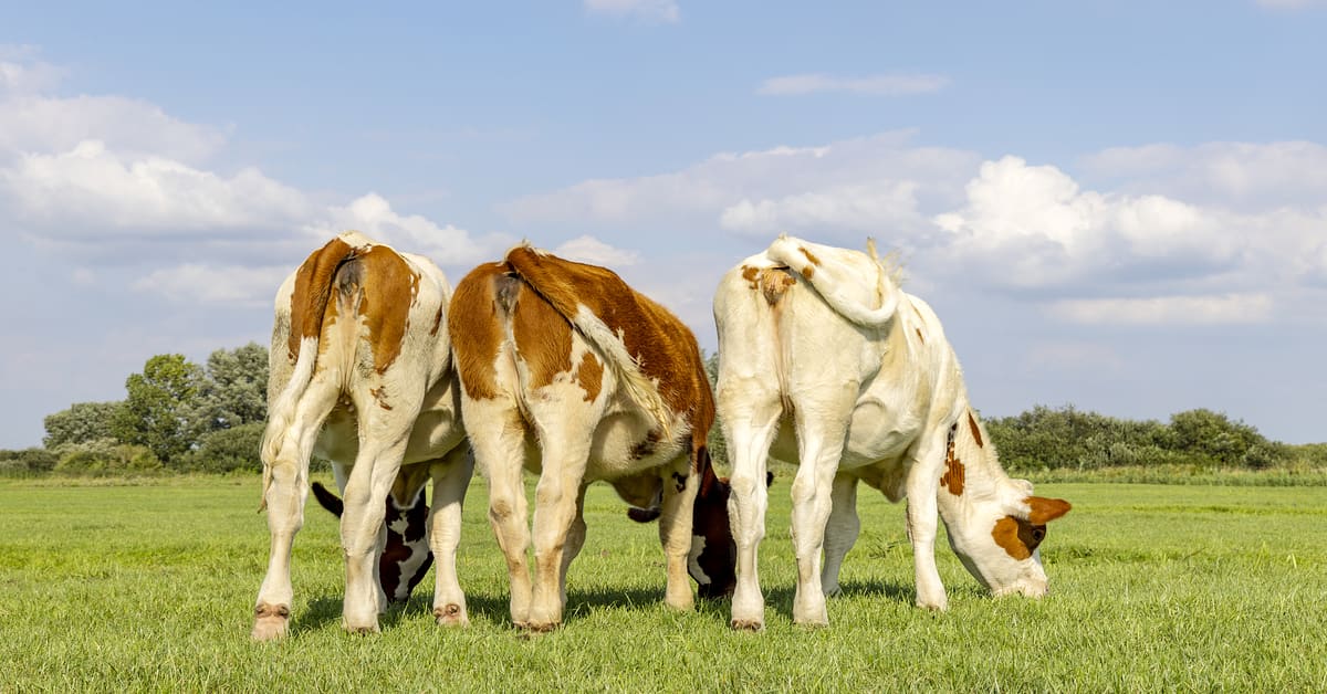 Woman Confirmed Dead Following Cow Attack While Walking D...