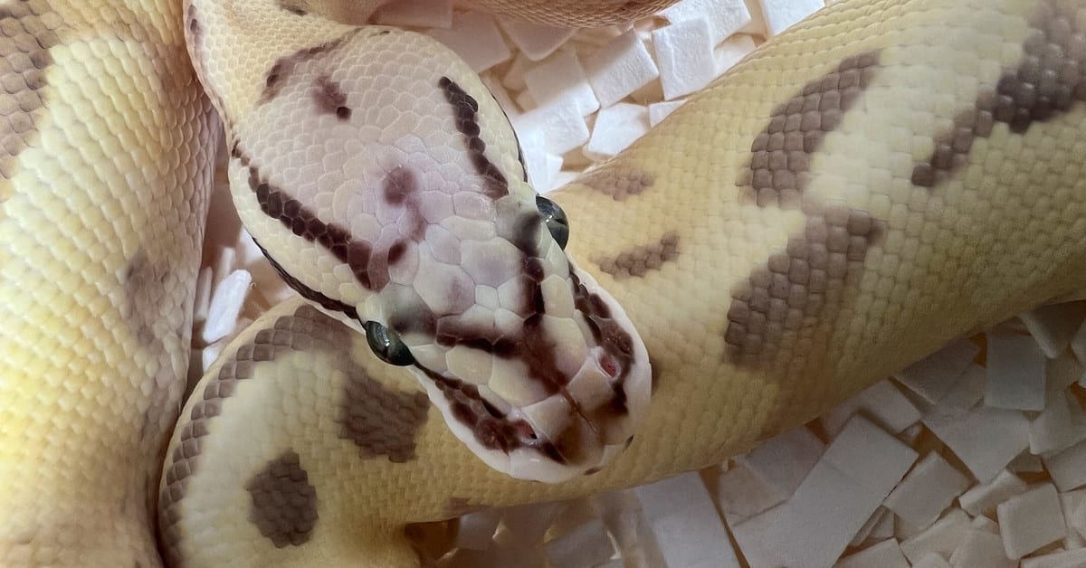 Man Who Attacked Victim With Python Charged With Assault