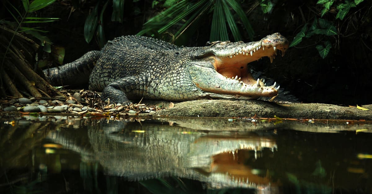 Remains of Missing Man Found Inside 2 Different Crocodile...