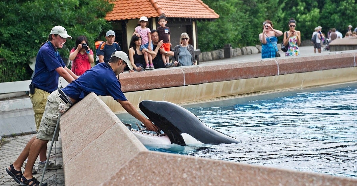 Kiska, 'The World's Loneliest' Orca Whale, Dies at Canada...