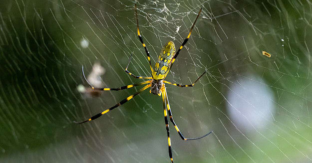 Invasive Spider Species Wide as Palm of Hand Expected to ...