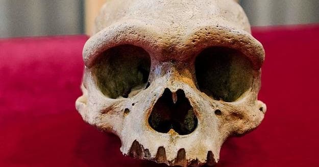 Scientists Discover ‘Dragon Man’ Skull in China That Coul...