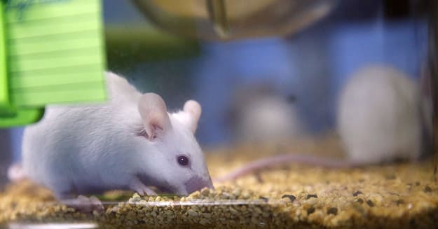 Limited Supply of Rare Lab Mice Have Slowed Down Progress...