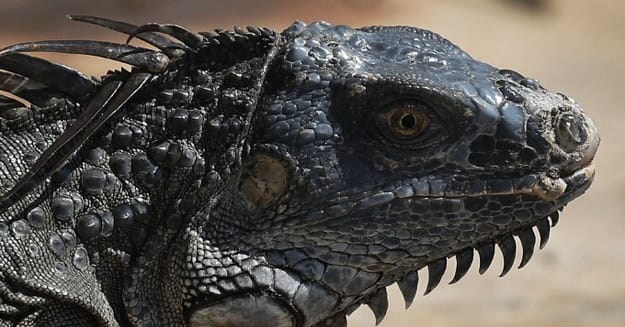 Cold Weather Leads to 'Falling Iguanas' Alert in Florida