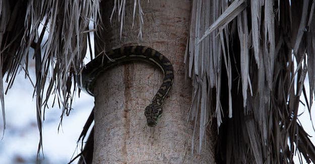 A Record-Breaking 17-Foot Python Was Discovered at a Flor...