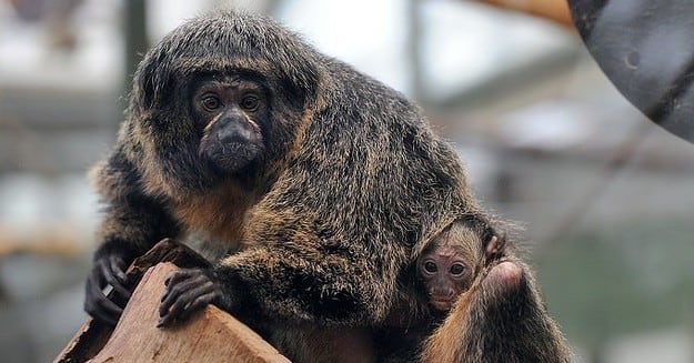 People Are Obsessed With This Buff Monkey