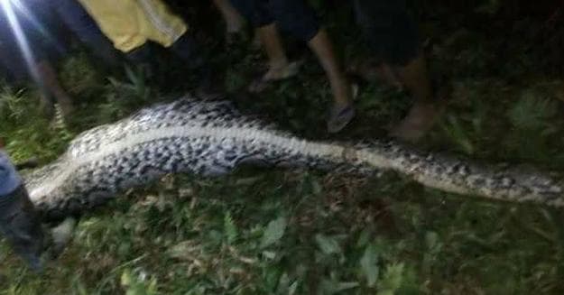 A Missing Man Was Discovered Inside a 23-Foot Python