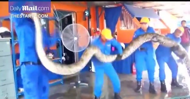 26ft Python Found in Malaysia Might Be the Longest Snake ...