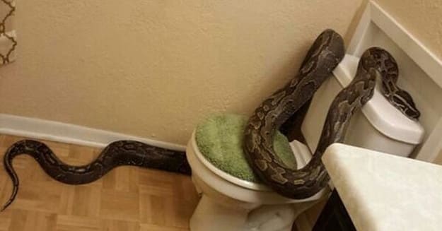 Texas Woman Stunned by 12-Foot Python Chilling in Her Bat...