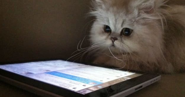 Gallery: Cats Using Tablets