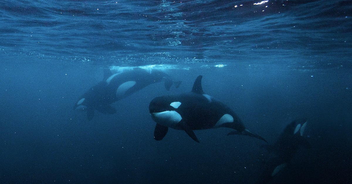 Killer Whale Revolution Continues: Orca Attacks Another Boat, Stepping ...