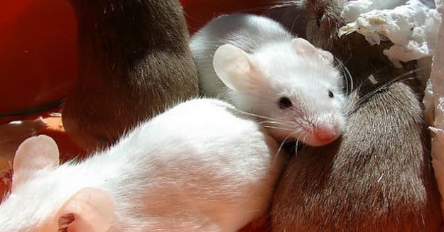 Researchers Successfully Transplant Lab-Grown Kidney into a Rat