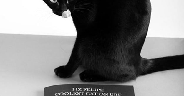 Illustrated Book "I Iz Felipe, Coolest Cat on Urf" Celebrates Lolcats