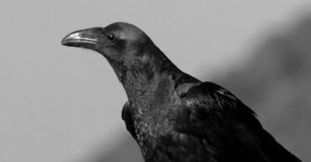 Happy Friday: This is Good Crow, MAAD City