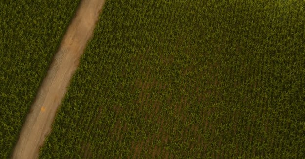 PROMO: Netflix Installs Artificial Marijuana Maze in the Heart of NYC ...