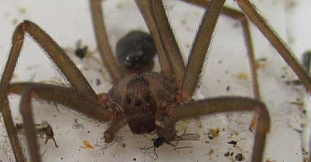 Missouri Family’s Life Becomes a Horror Movie as 6,000 Spiders “Bleed ...