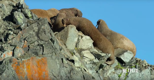 Netflix Stands Behind Graphic Walrus Death Scene in New 'Our Planet ...