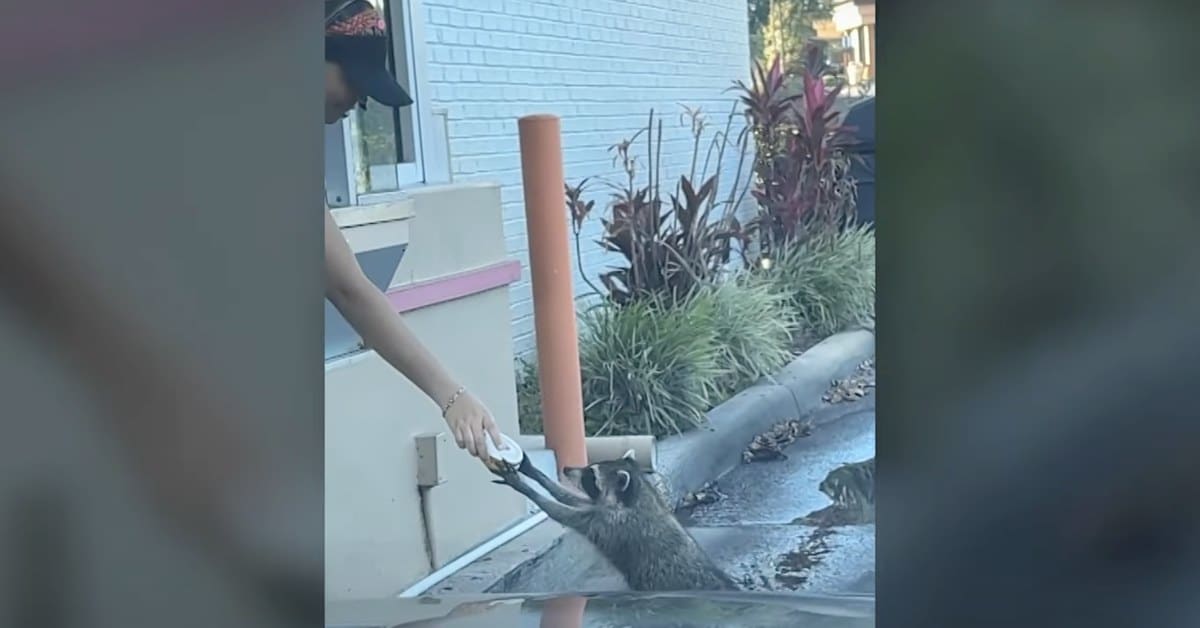 Wild Raccoon Gets His Grub On At Dunkin’ Donuts