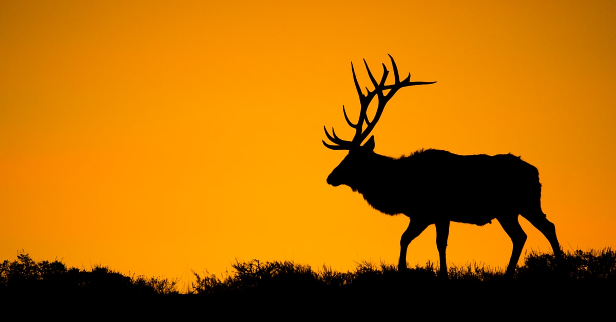 Woman Dead After Being Trampled by Elk, First Fatal Attack in Arizona ...