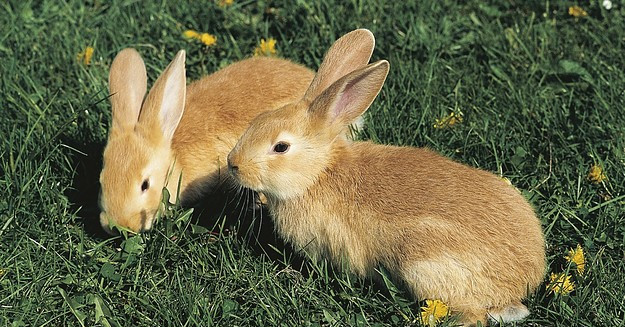 Illinois Woman's 47 Pet Rabbits Rescued from Her Hotel Room