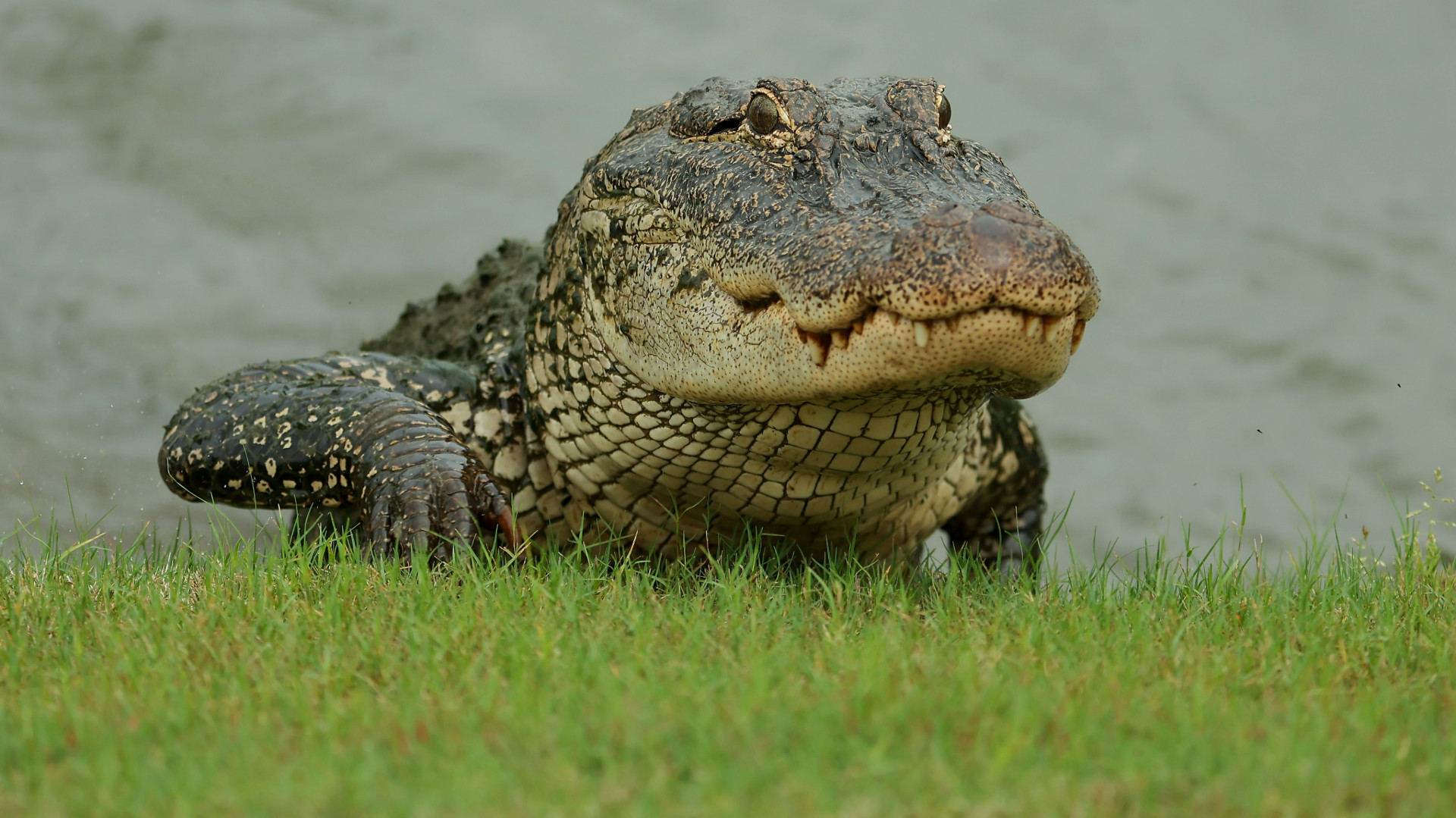 Florida Woman Tousles 5-Foot Alligator With Bare Hands to...