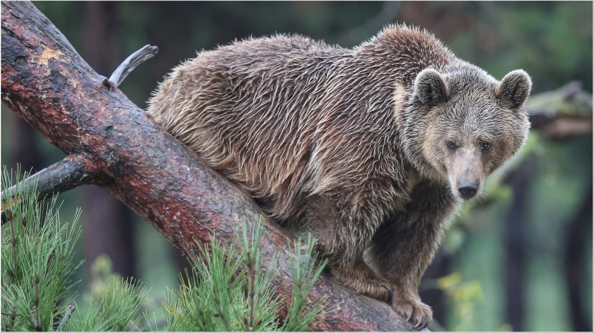 'Aggressive' Grizzly Bear Attacks Students and Teachers D...