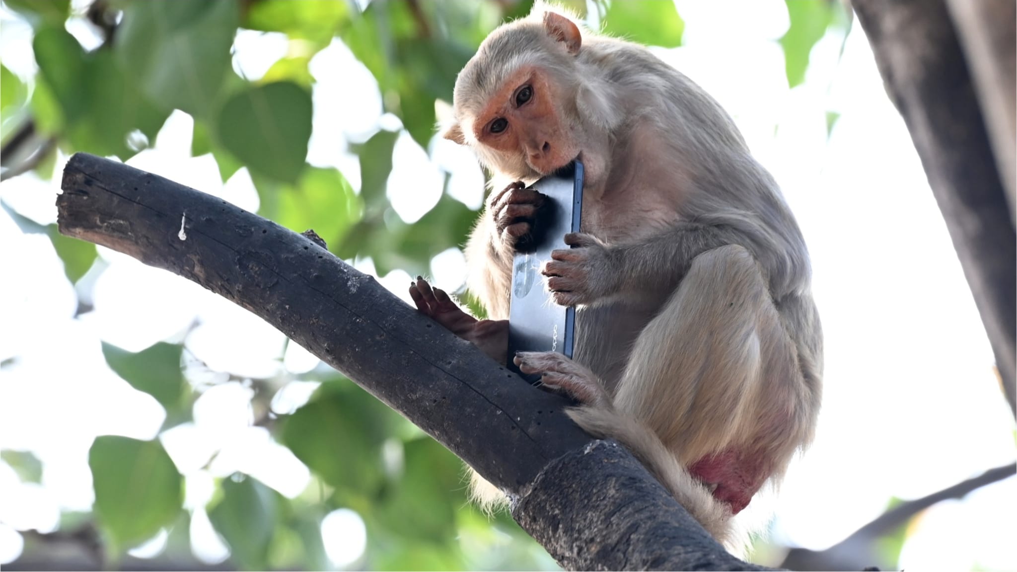 Jasper Sheriff Gives Update on Aggressive Monkeys Loose i...