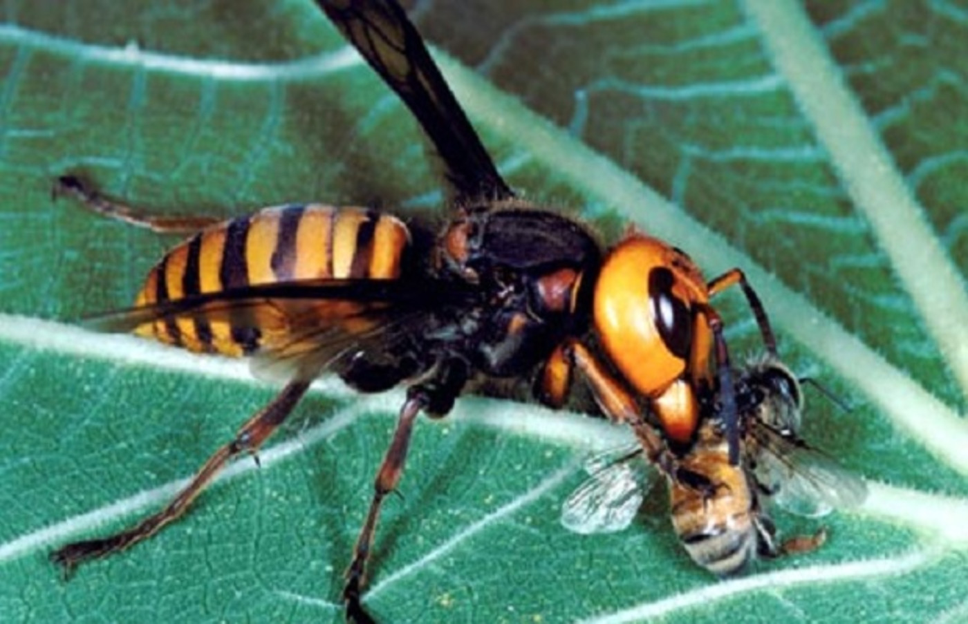 Giant Killer Hornets Terrorize Chinese Municipality | Complex