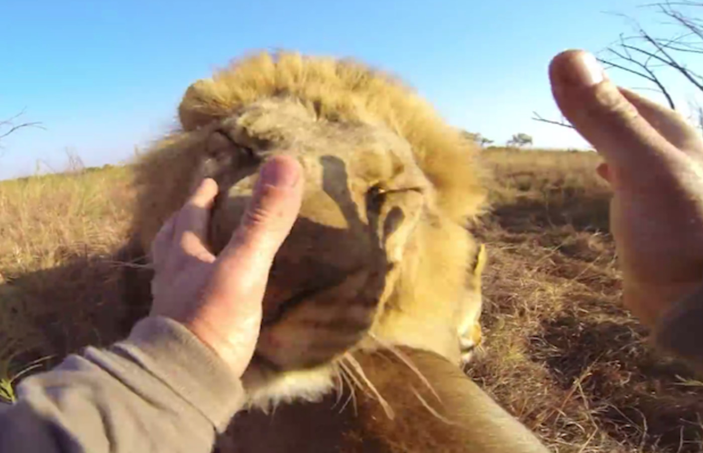 GoPro and Kevin Richardson Filmed the Most Adorable Display of Human ...