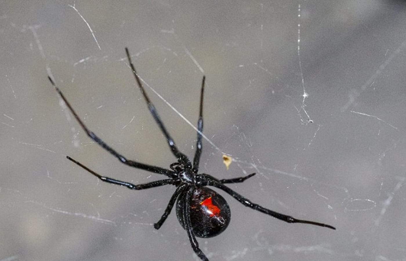 Connecticut Woman Finds Black Widow Spider in Whole Foods Grapes | Complex