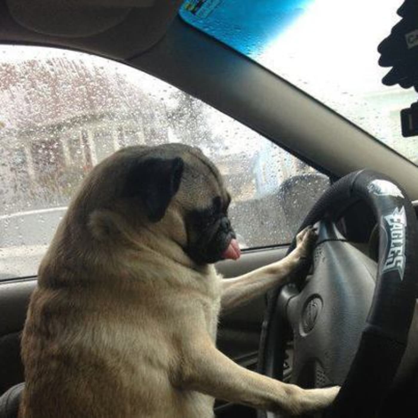 We Tumblforya: Animals Doing People Things | Complex