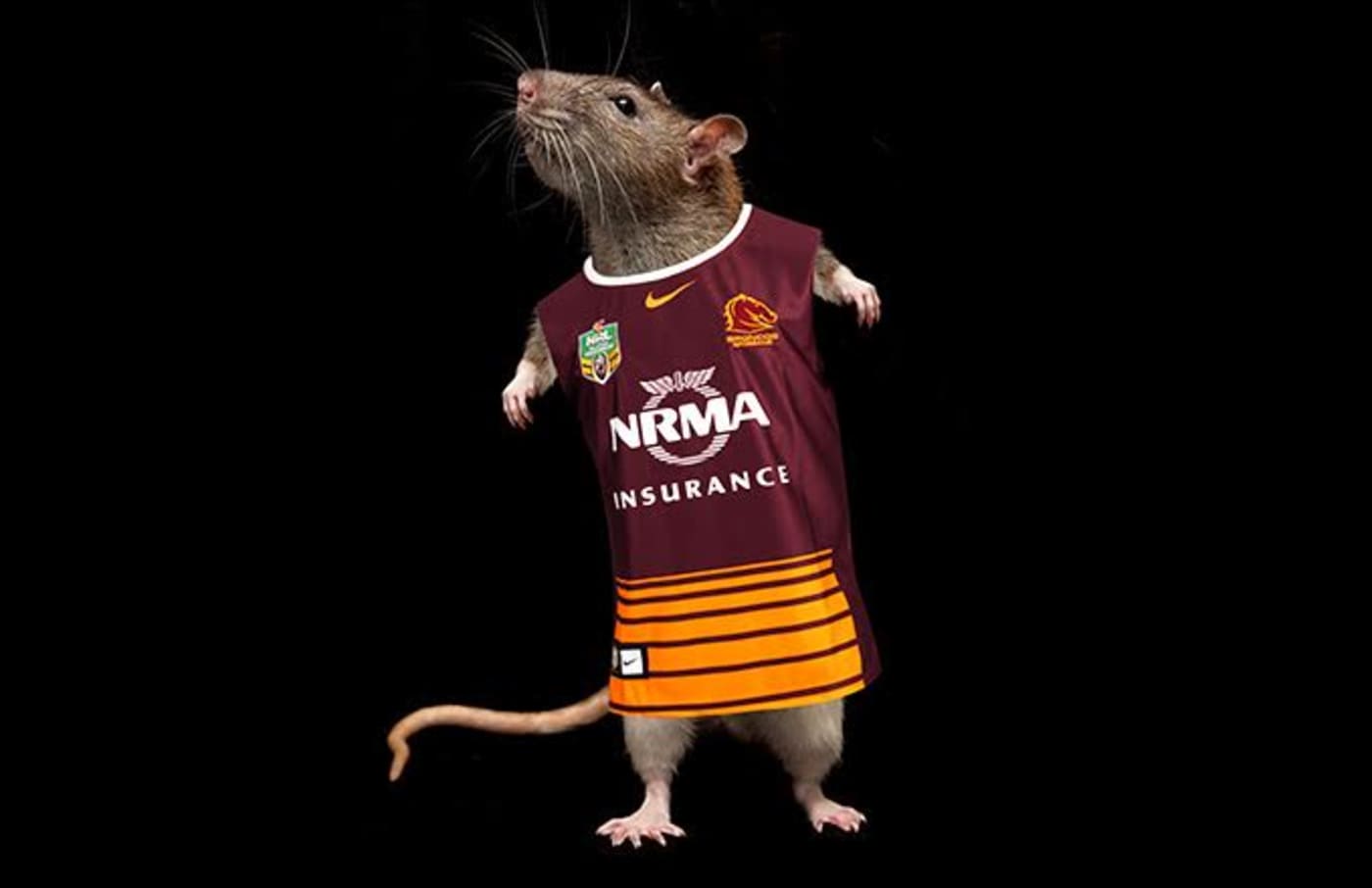 Everything We Know About the Alleged Brisbane Broncos Rat | Complex AU