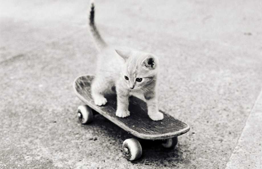 10 Hilarious Videos of Animals Riding Skateboards | Complex