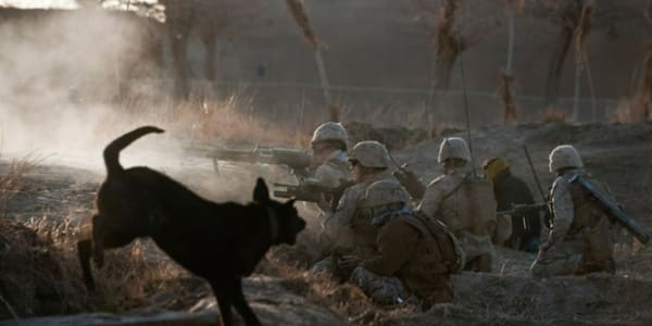 Photographs of Animals in Peril | Complex