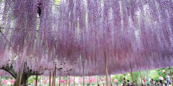 Photographers Around The World Capture The Largest and Oldest Tree in ...