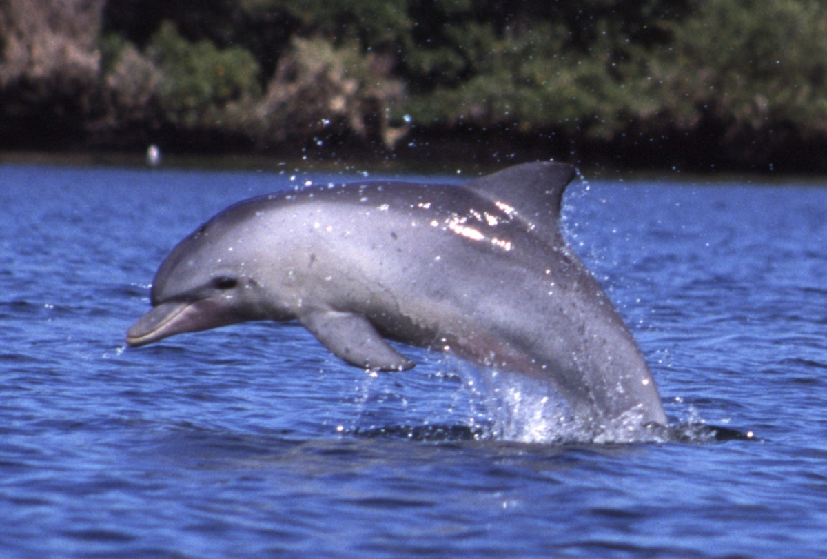 Russia Is Looking to Buy Five Dolphins to Take Part In “Combat ...