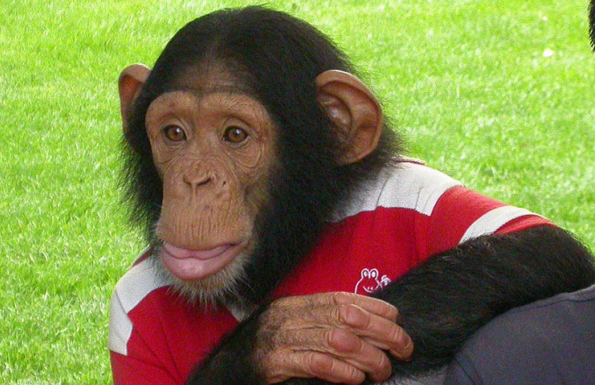 Research Shows Chimps Can Cook | Complex