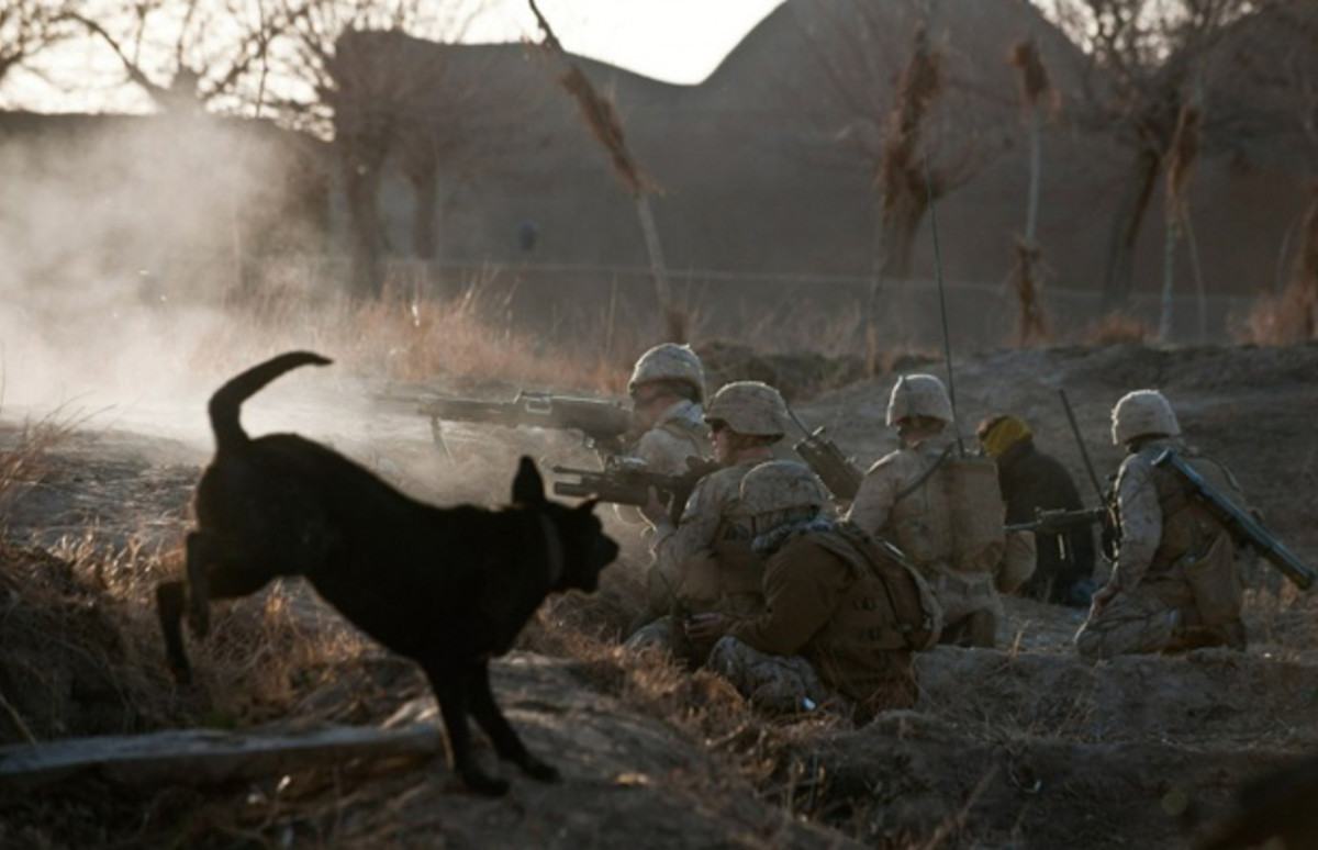 Photographs of Animals in Peril | Complex