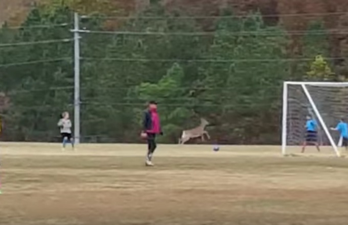 Deer Runs On Soccer Field Scores A Goal And Heads Off Into The Woods
