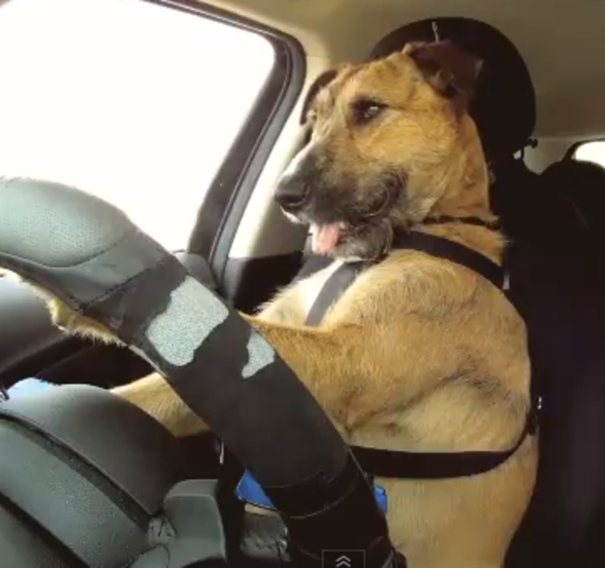 Take a Look at the World’s First Driving Dog (Video) | Complex