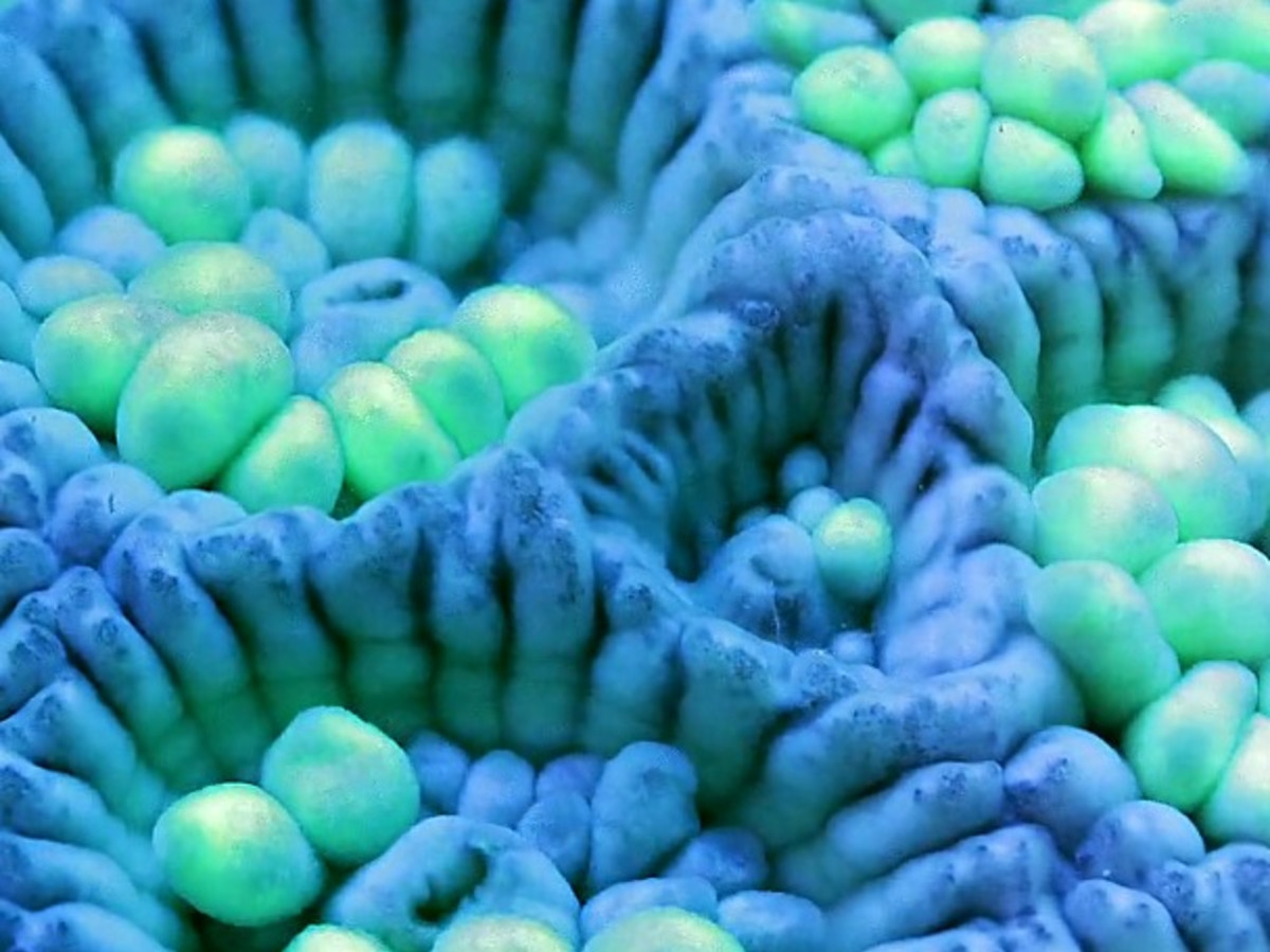 Timelapse Video Reveals the Secret Life of Underwater Creatures | Complex