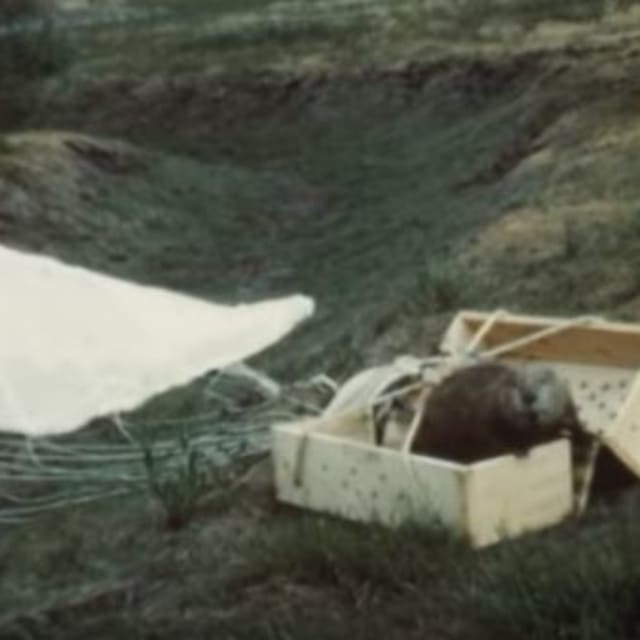 Idaho Officials Find Old Footage of Parachuting Beavers | Complex