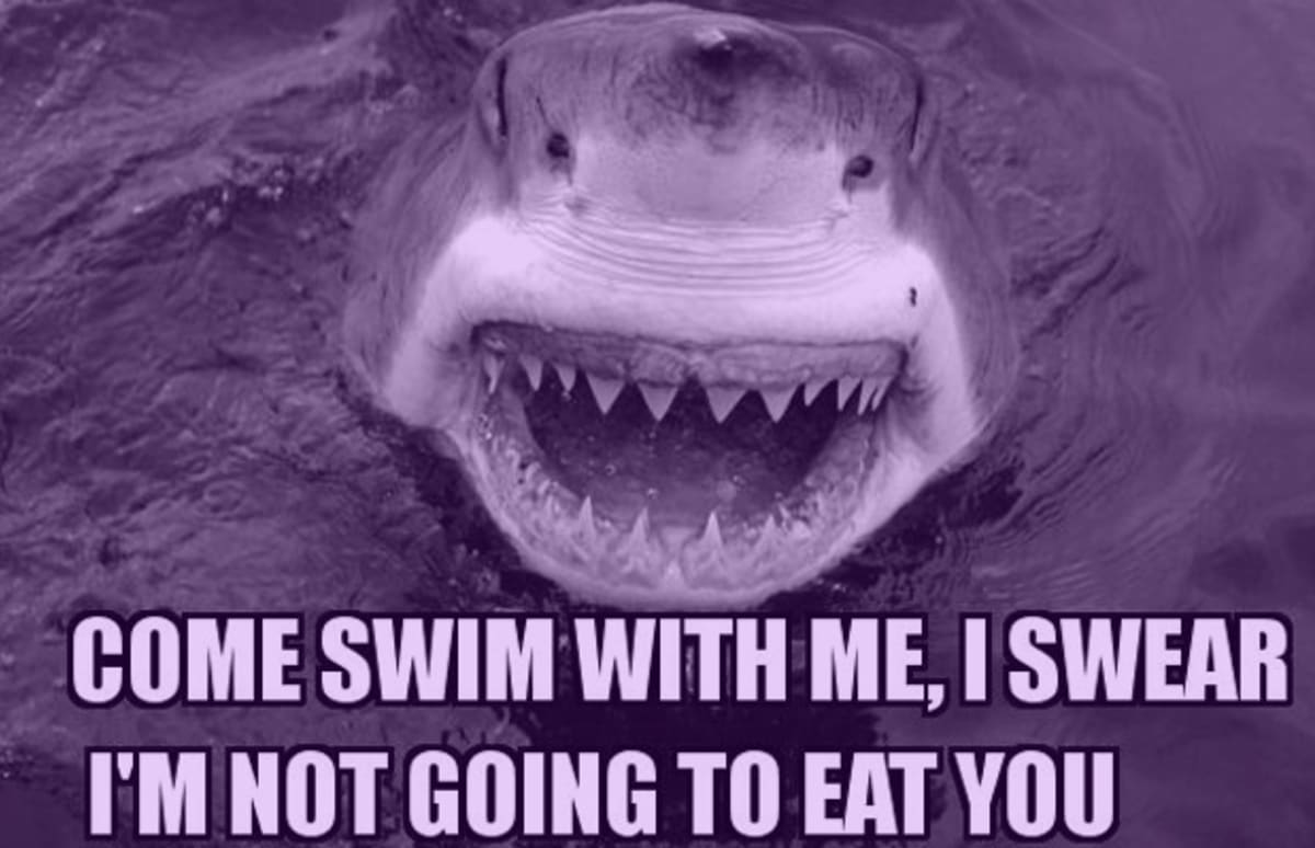 The 25 Funniest Shark Memes | Complex
