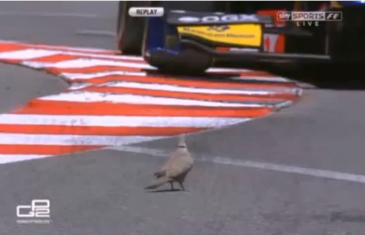 A Bird Backflips to Avoid Getting Hit by a Formula One Car | Complex